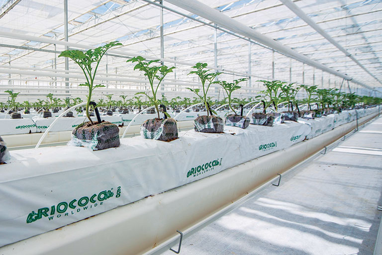 RIOCOCO - COCO COIR GROW BAG 250