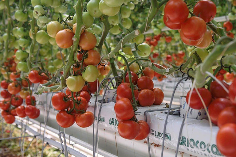 Best Coco Coir Grow Bags - Riococo